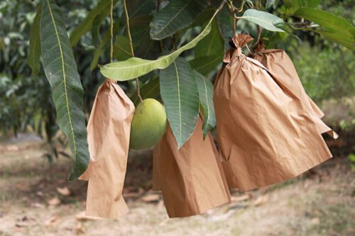 What You Need To Know About Mango Bagging - AGROW-TEK