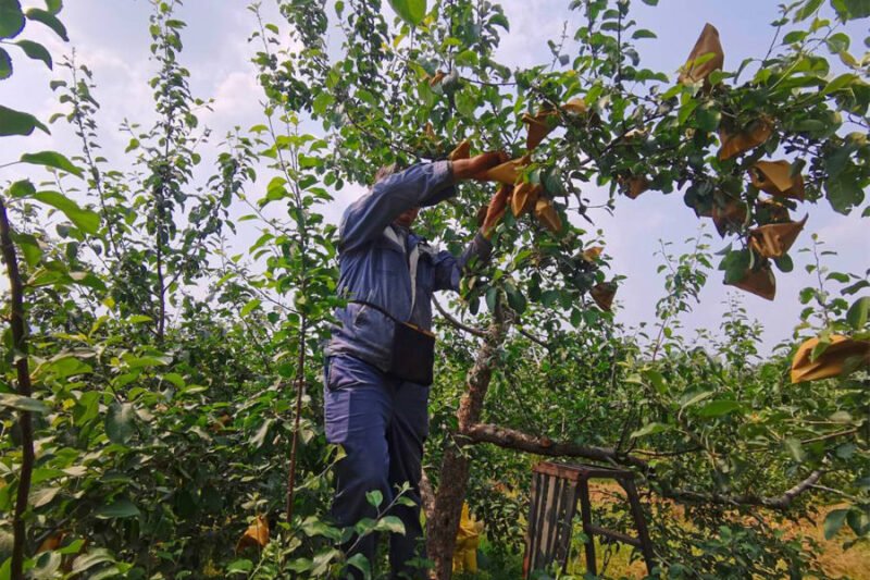 Grape Protection - AGROW-TEK