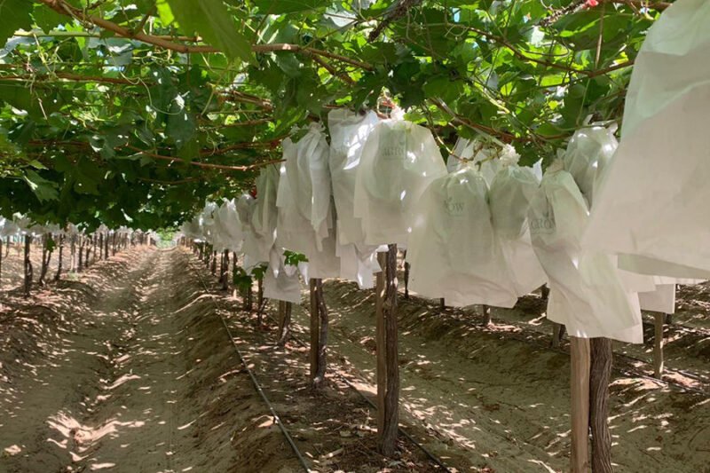 Grape Protection - AGROW-TEK