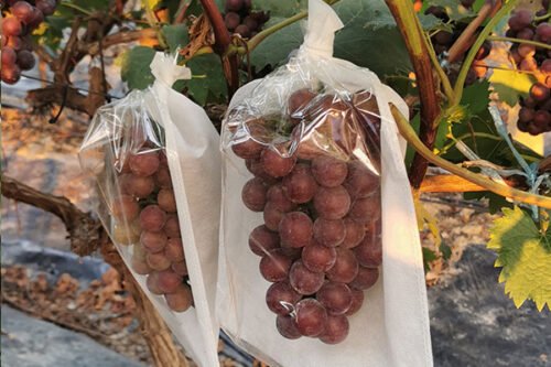 The Differences Between Paper Fruit Bags, Non-woven Bags And Plastic ...