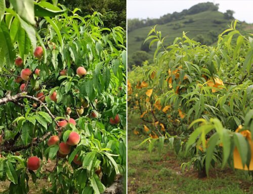 Which Fruits Need Bagging, And The Advantages And Disadvantages Of ...