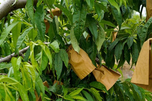 Environmental Impact And Sustainability Of Fruit Bagging - AGROW-TEK