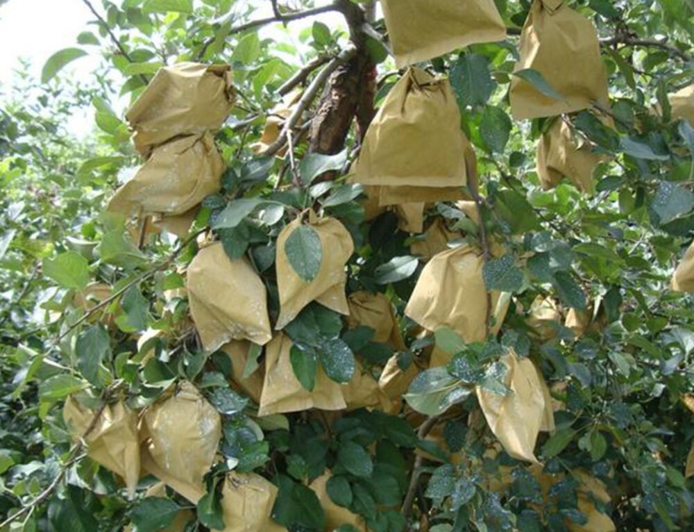 What You Need To Know About Mango Bagging - AGROW-TEK