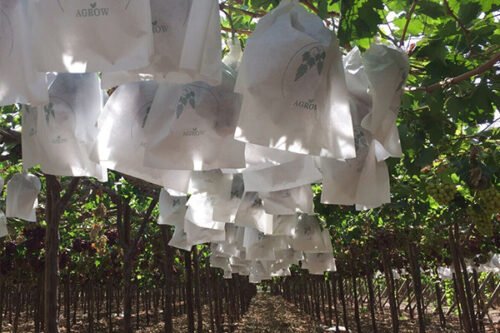 Environmental Impact And Sustainability Of Fruit Bagging - AGROW-TEK