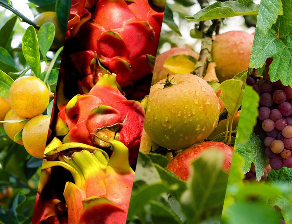 November 2024: Fruit Industry Trends And Highlights – Mid - AGROW-TEK