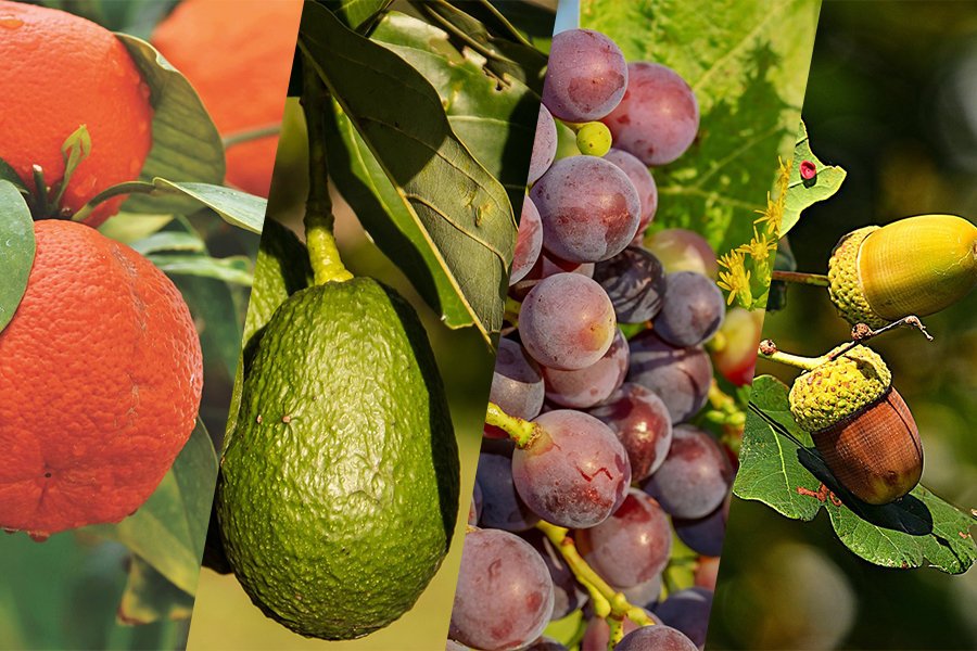 December 2024 Fruit Industry Trends And Highlights - Mid - AGROW-TEK